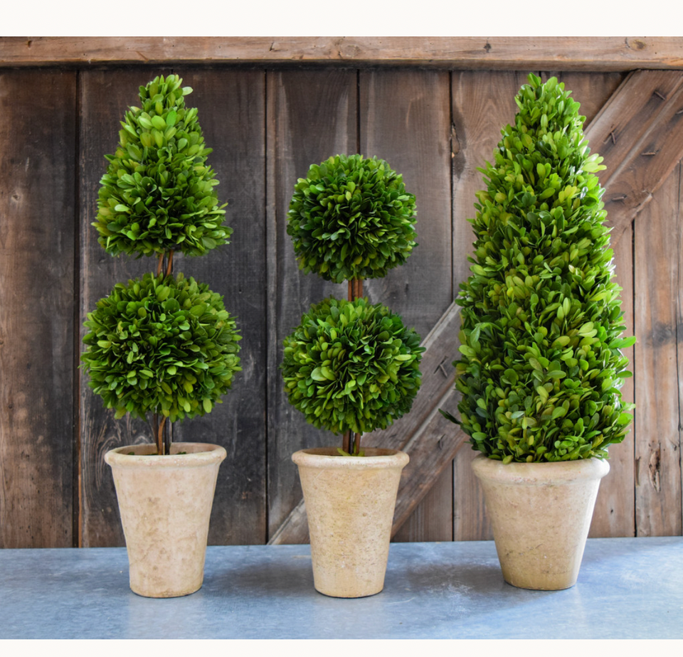 Boxwoods / Topiaries / Wreaths – La Maison Sophia